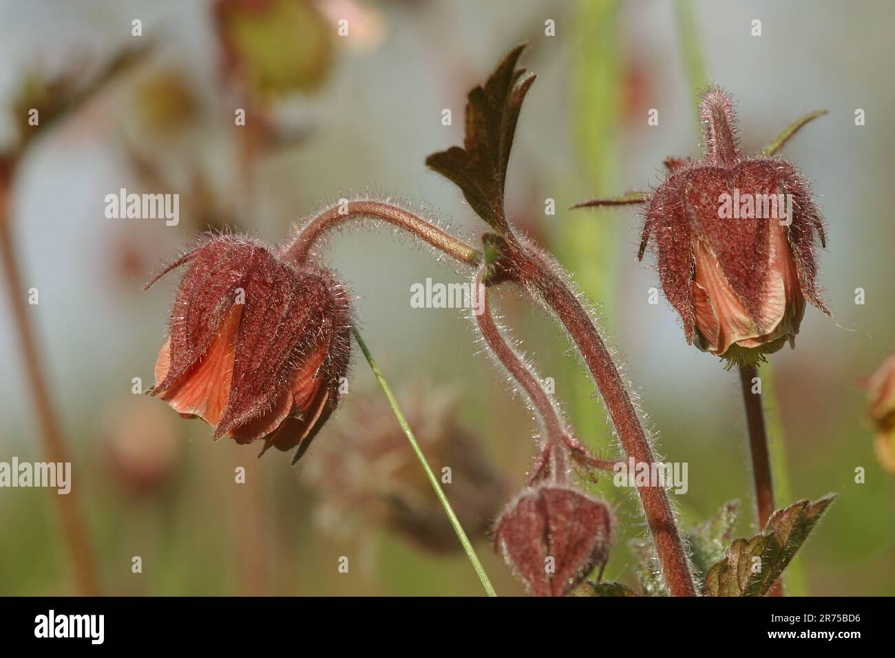 Purple avenses hi-res stock photography and images - Alamy