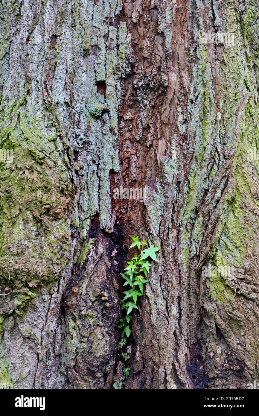 common oak, pedunculate oak, English oak (Quercus robur, Quercus ...