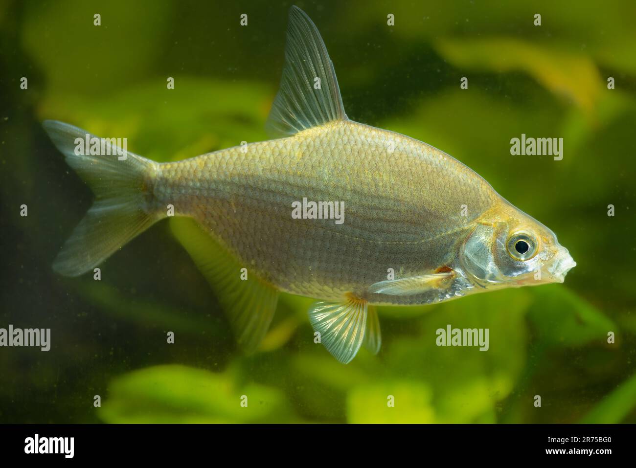 silver bream, white bream (Blicca bjoerkna, Abramis bjoerkna), swimming ...