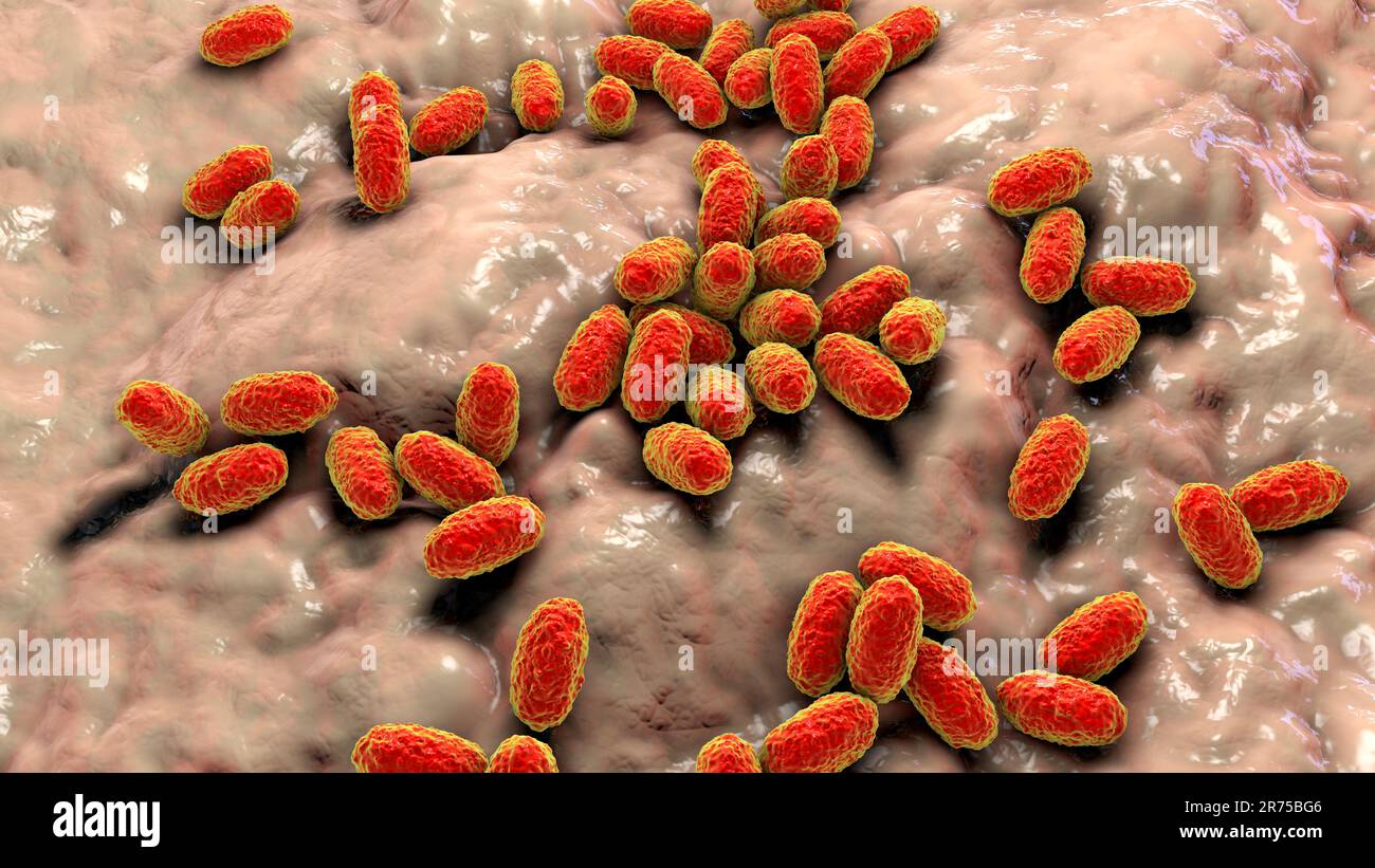 Whooping cough bacteria (Bordetella pertussis), computer illustration ... Whooping cough bacteria (Bordetella pertussis), computer illustration ...