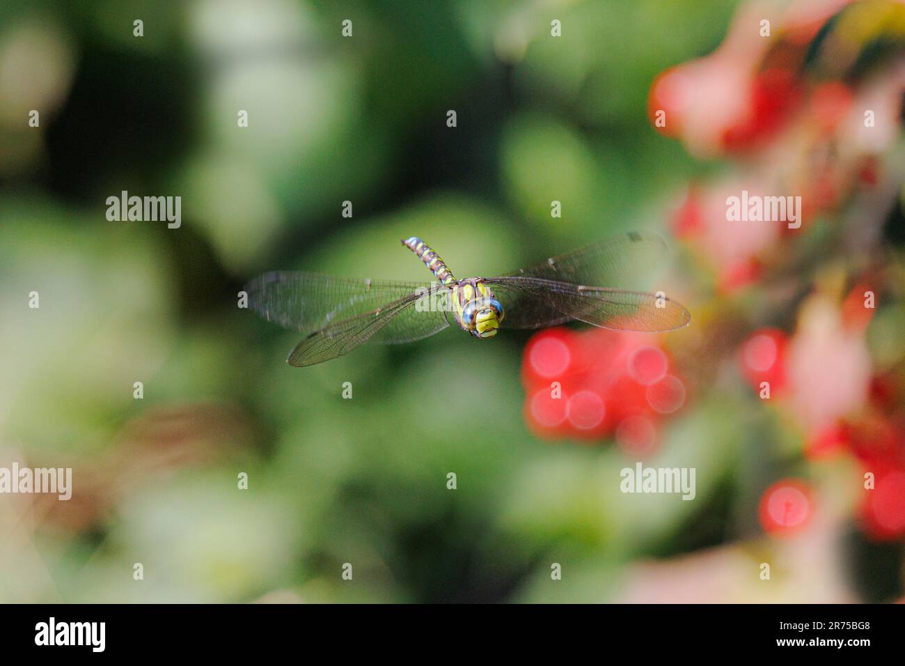 blue-green darner, southern aeshna, southern hawker (Aeshna cyanea), in ...
