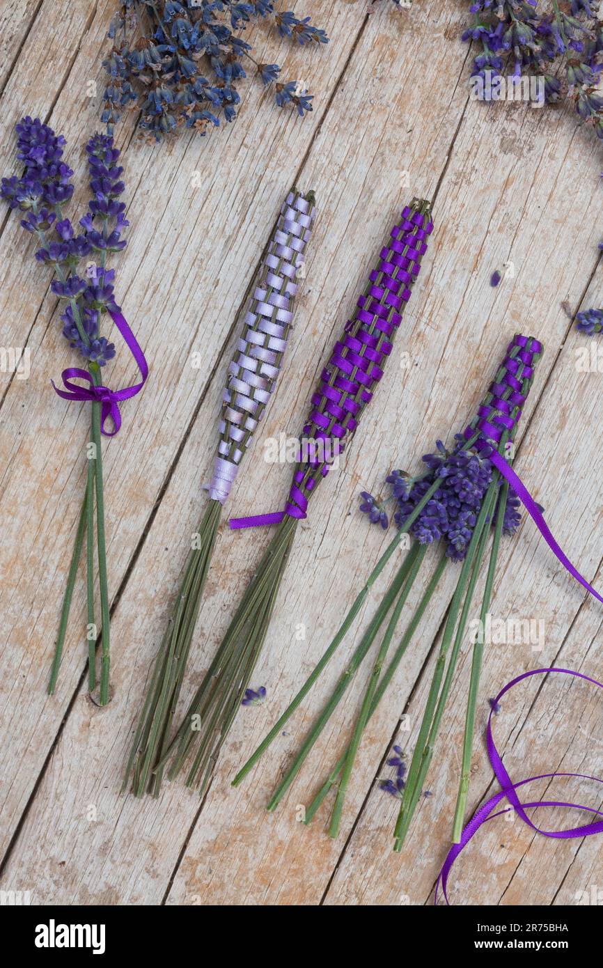 English lavender (Lavandula angustifolia, Lavandula officinalis ...