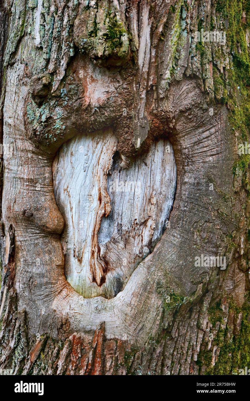 common oak, pedunculate oak, English oak (Quercus robur, Quercus ...