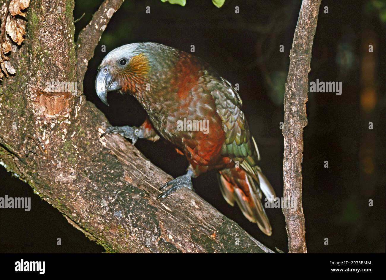 kaka (Nestor meridionalis), on a tree, New Zealand Stock Photo - Alamy