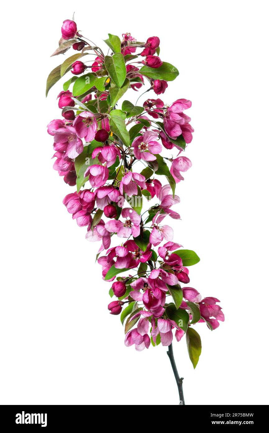 Ornamental apple tree (Malus Van Eseltine), blooming branch of cultivar ...