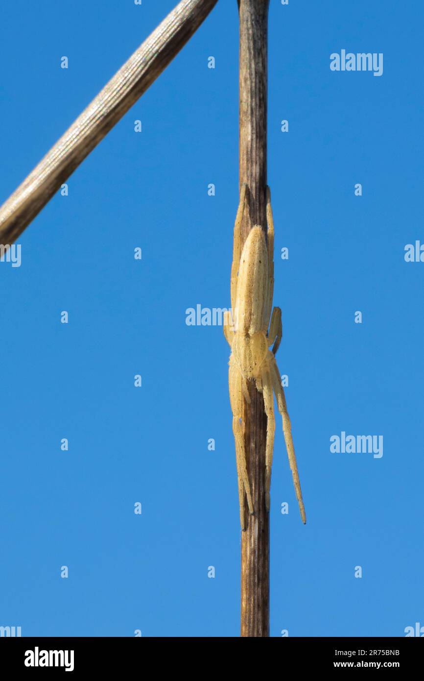 running crab spider, philodromid, philodromid spider (Tibellus oblongus ...