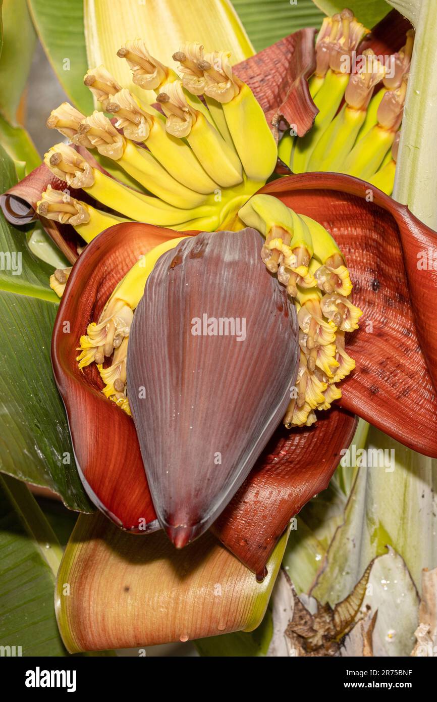 banana (Musa paradisiaca, Musa x paradisiaca), inflorescence with ...