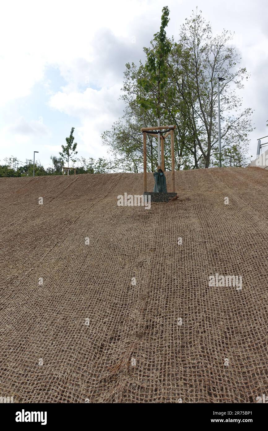 jute mats and newly planted tree for slope stabilisation, Germany ...