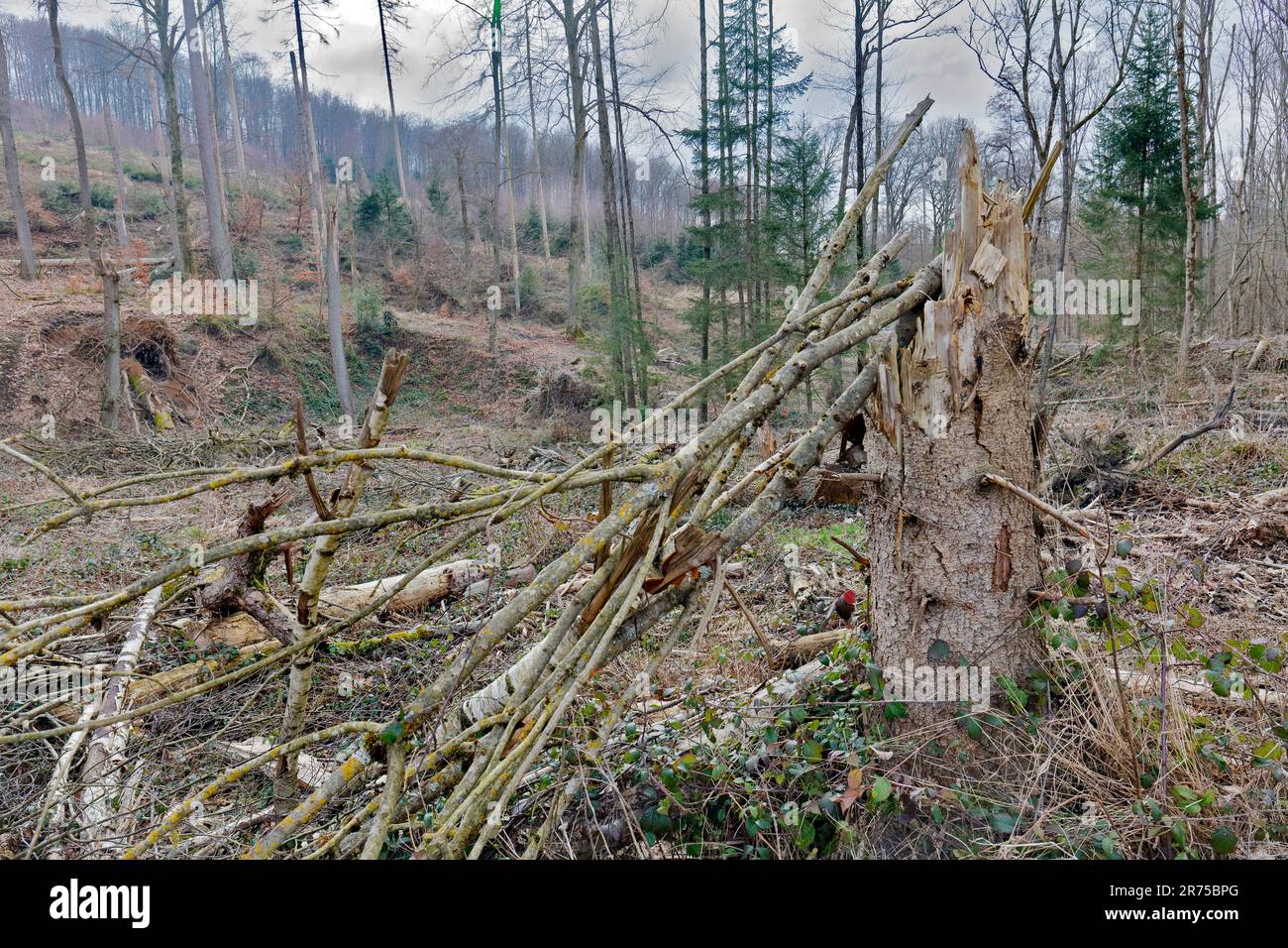 forest dieback at climate change, Germany, North Rhine-Westphalia ...