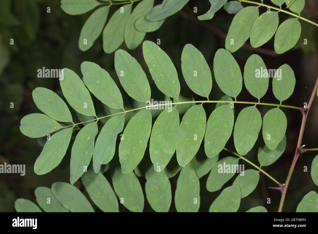 black locust, common locust, robinia (Robinia pseudo-acacia, Robinia ...