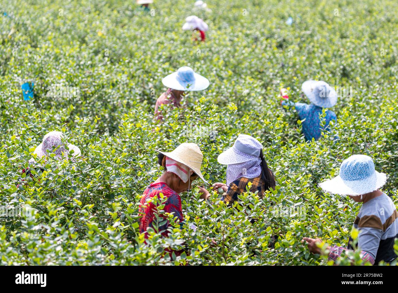 CHONGQING, CHINA - JUNE 13, 2023 - Farmers pick blueberries at a ...