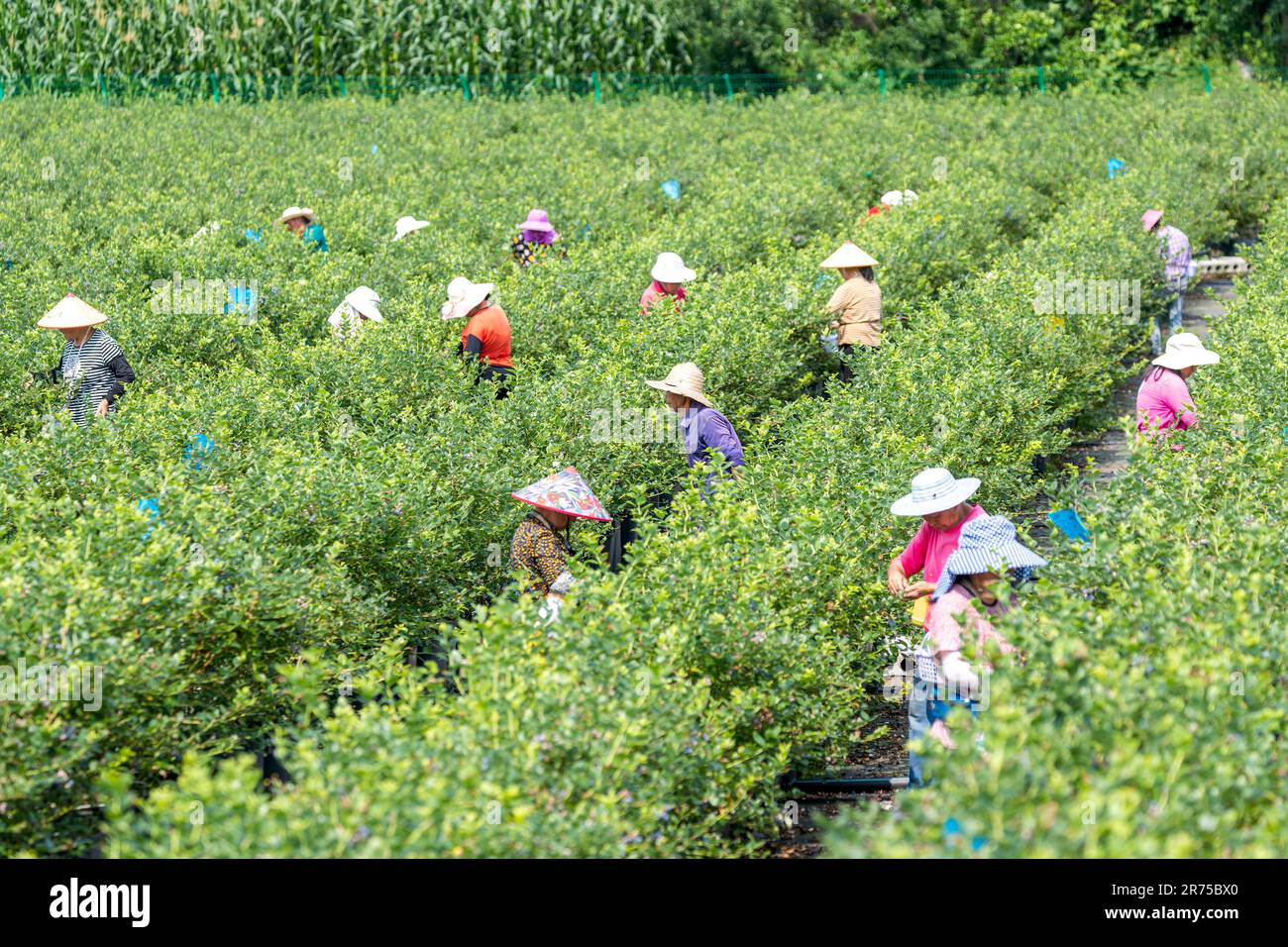 CHONGQING, CHINA - JUNE 13, 2023 - Farmers pick blueberries at a ...