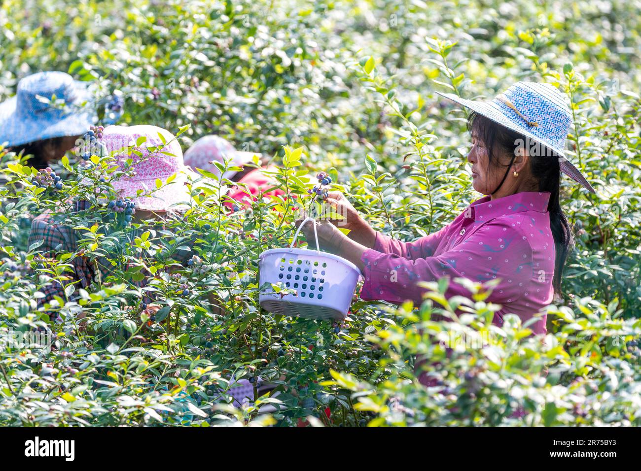 CHONGQING, CHINA - JUNE 13, 2023 - Farmers pick blueberries at a ...
