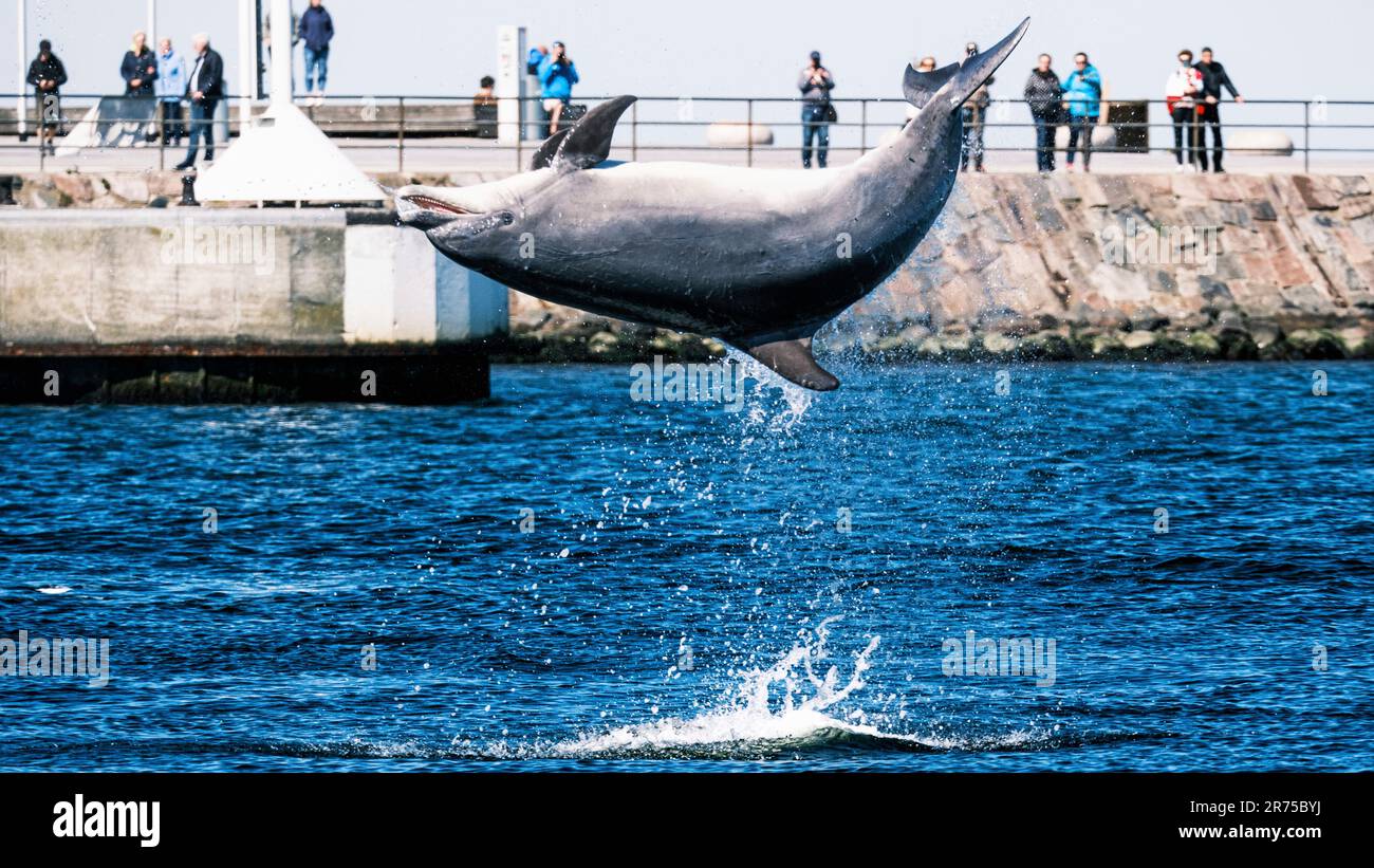 Dolphin "Delle" jumps in Lübeck-Travemünde Stock Photo - Alamy