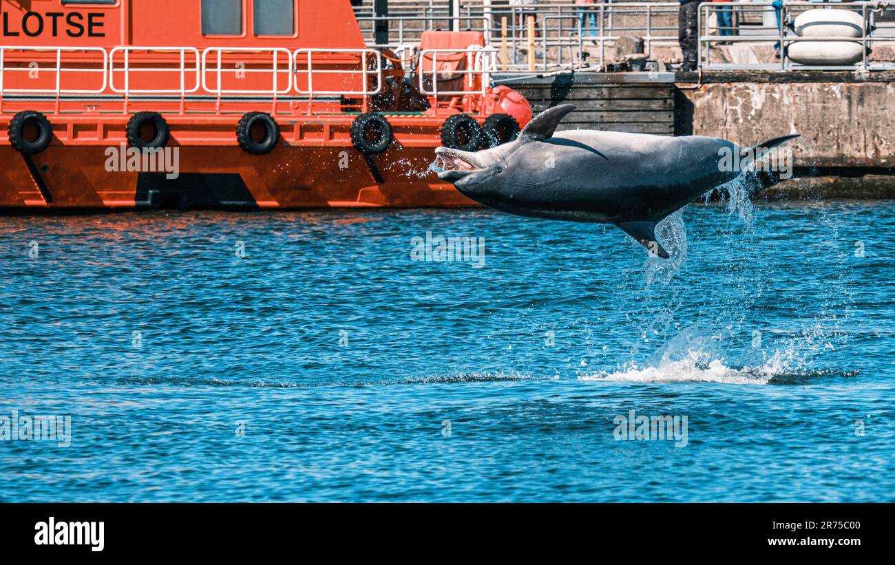 Dolphin jumps hi-res stock photography and images - Alamy