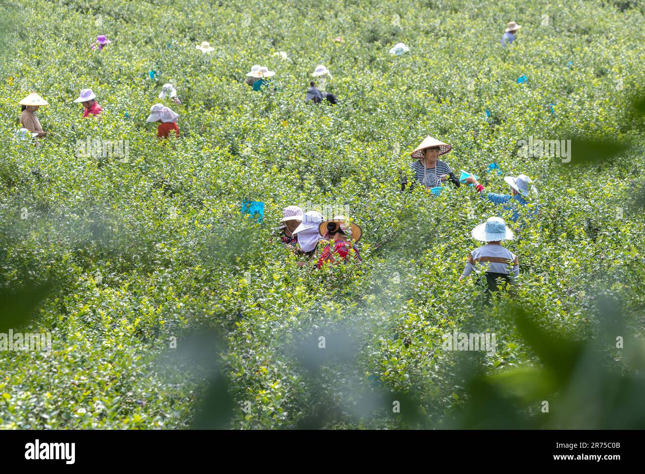 CHONGQING, CHINA - JUNE 13, 2023 - Farmers pick blueberries at a ...