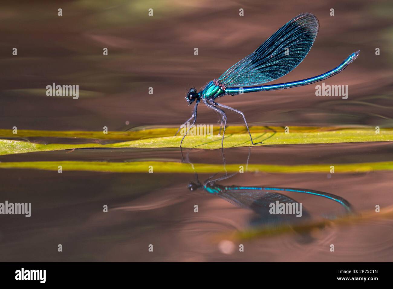 banded blackwings, banded agrion, banded demoiselle (Calopteryx ...