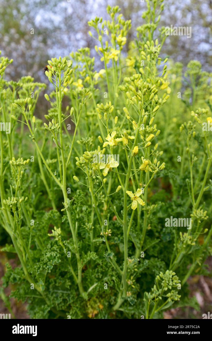 kale, borecole (Brassica oleracea var. sabellica, Brassica oleracea ...