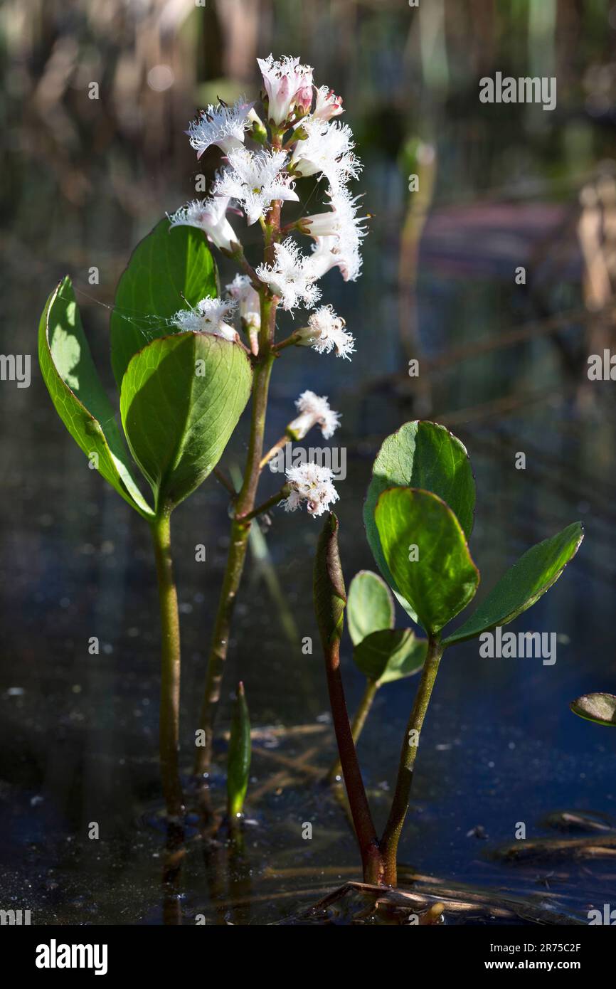 Aquatic perennial bogbean hi-res stock photography and images - Alamy