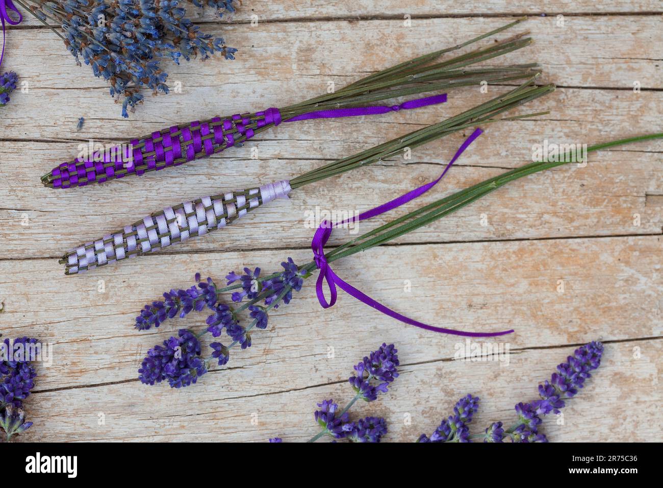 English lavender (Lavandula angustifolia, Lavandula officinalis ...
