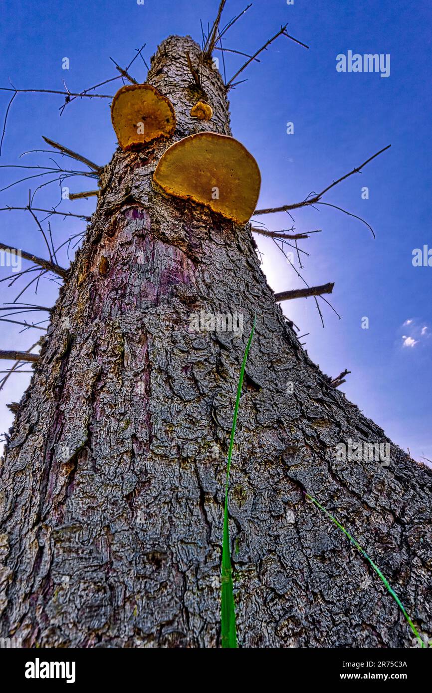 Red Banded Polypore, Red-banded Polypore, Red belted Bracket, Red ...