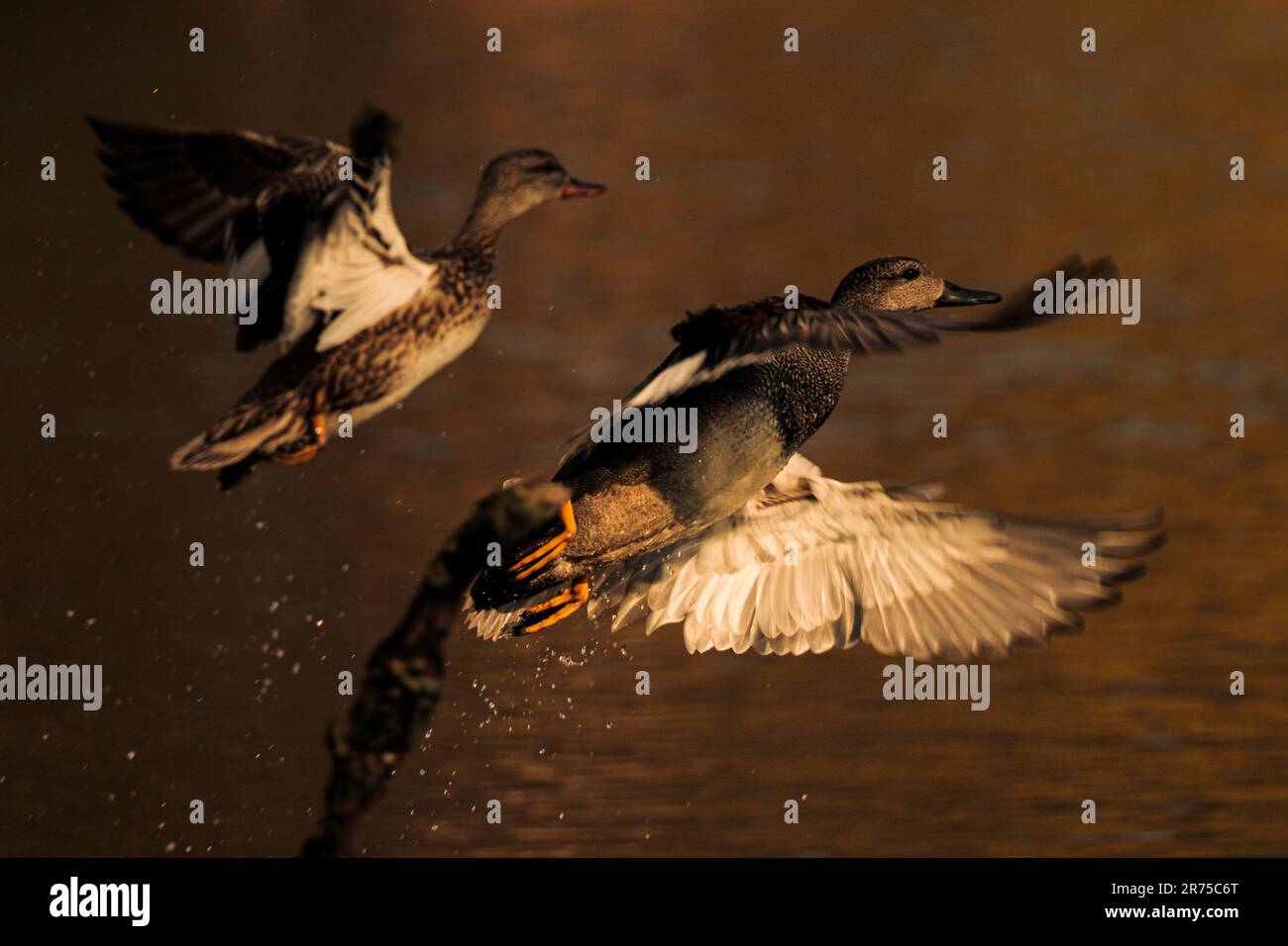Agitated birds hi-res stock photography and images - Alamy