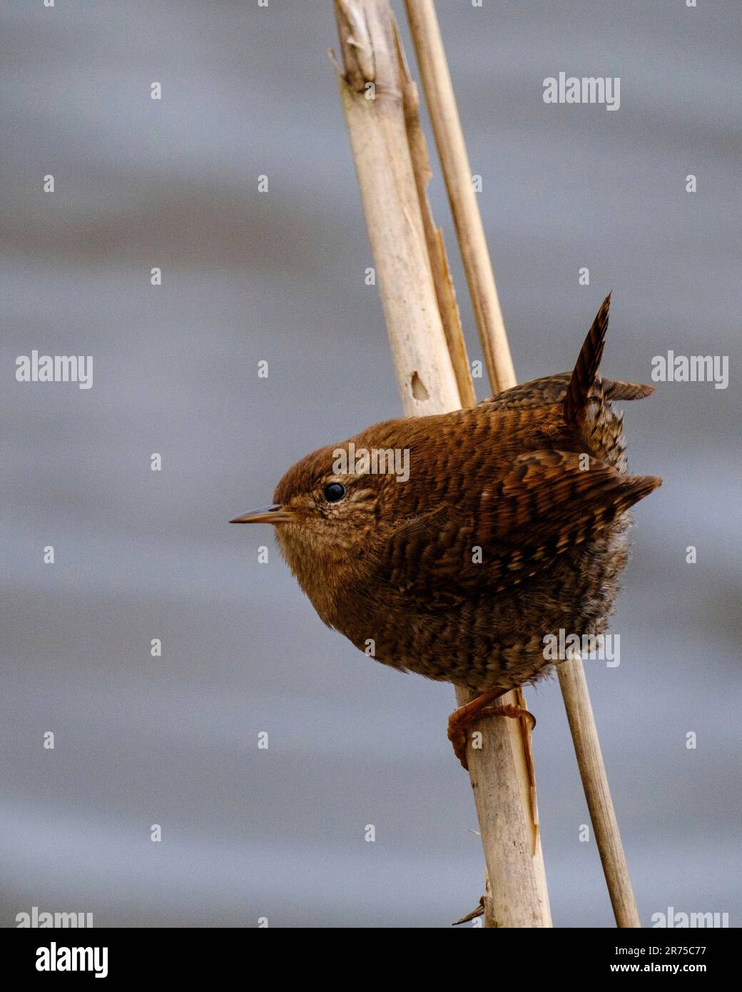 Cute wren hi-res stock photography and images - Alamy
