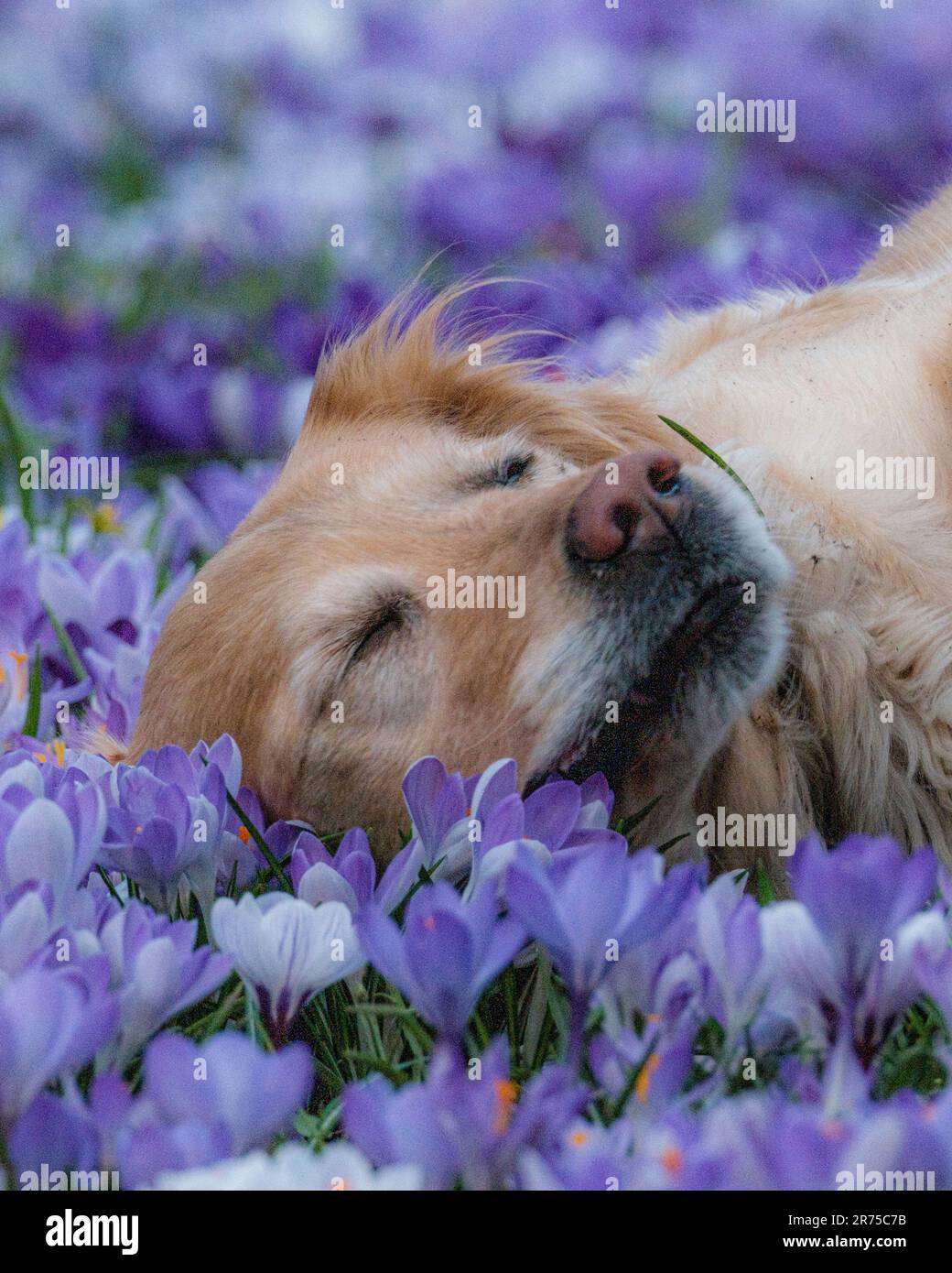 Dog sleeping in flower meadow Stock Photo - Alamy