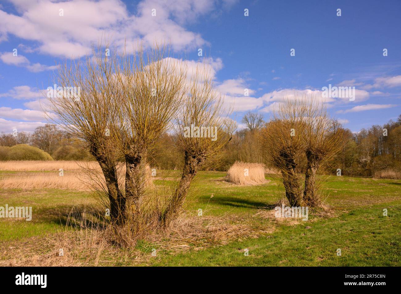 White willow (Salix alba), bloominh pollarded willows at Lake Duemmer ...