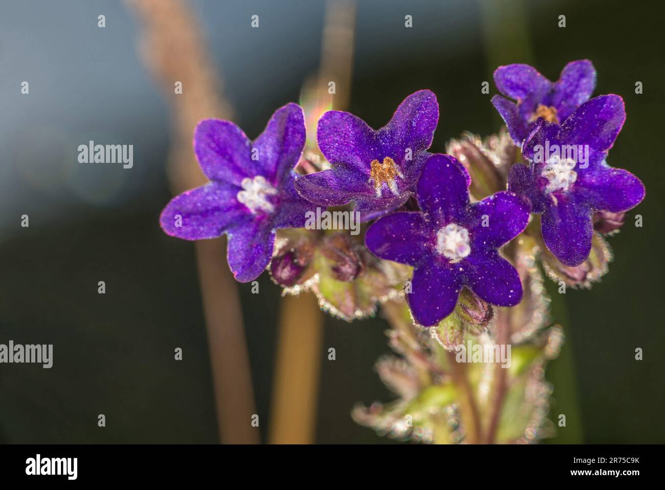 common bugloss, common alkanet (Anchusa officinalis), flowers, Germany ...