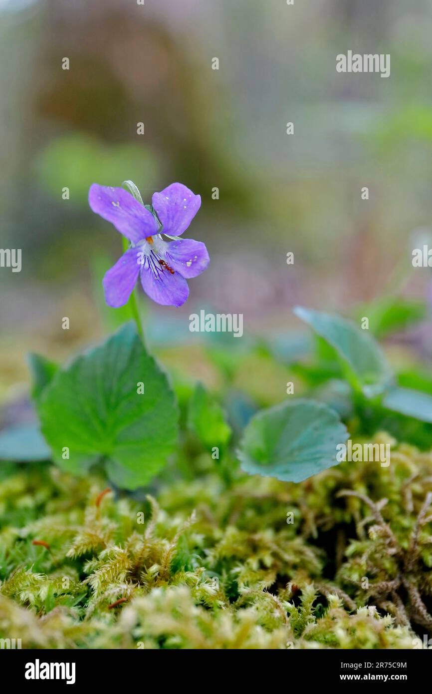 early dog-violet (Viola reichenbachiana), blooming, Germany, North ...