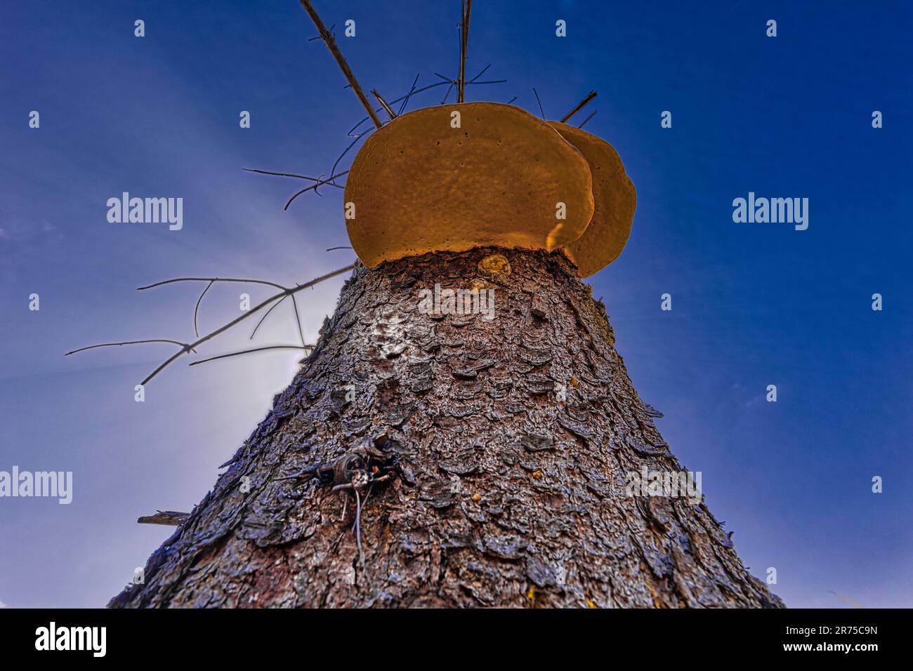 Red Banded Polypore, Red-banded Polypore, Red belted Bracket, Red ...