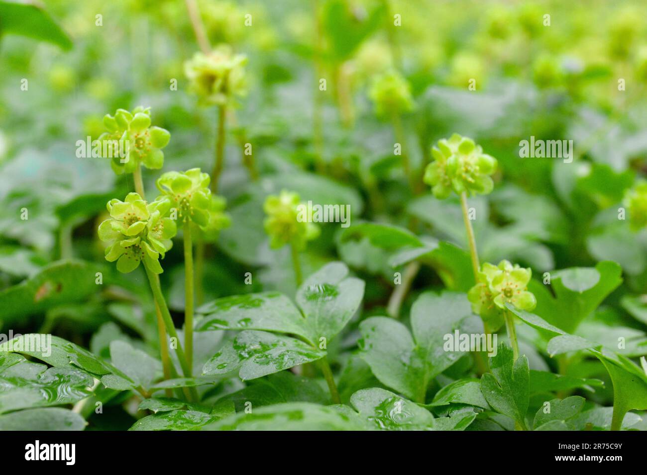 Moschatel, Five-faced bishop, Hollowroot, Muskroot, Townhall clock ...