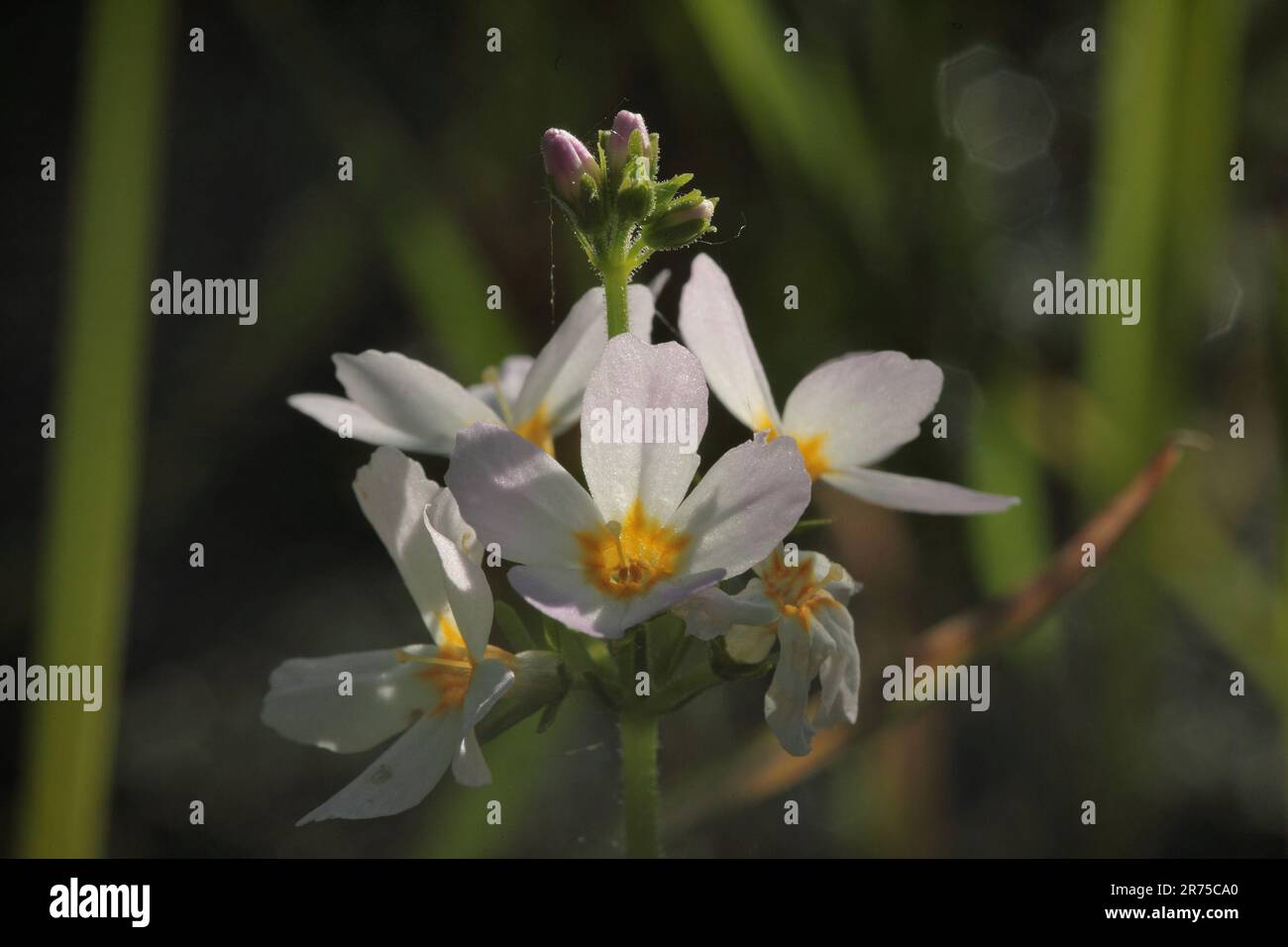 Violet water flowers hi-res stock photography and images - Alamy