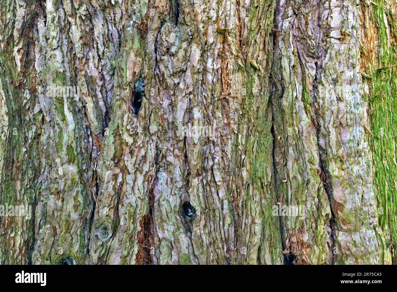 giant sequoia, giant redwood (Sequoiadendron giganteum), bark Stock ...