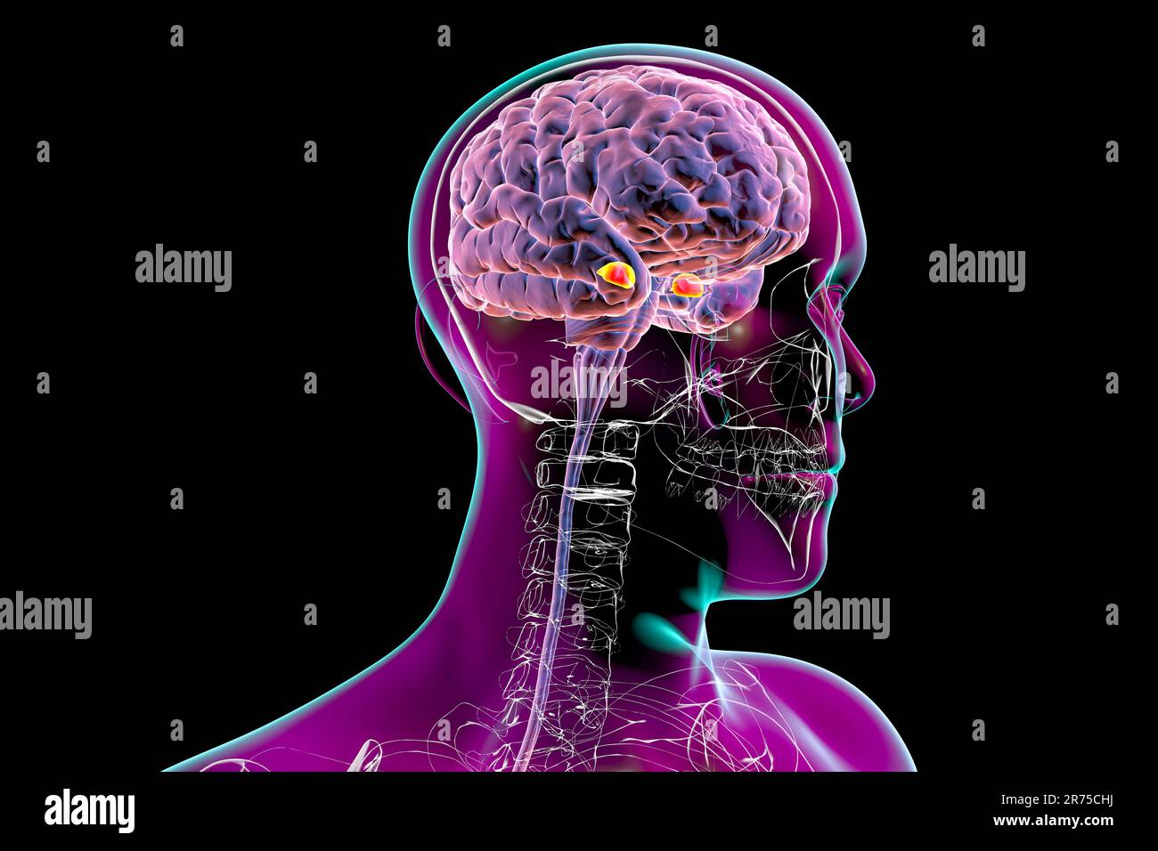 Almond shaped body in brain hi-res stock photography and images - Alamy