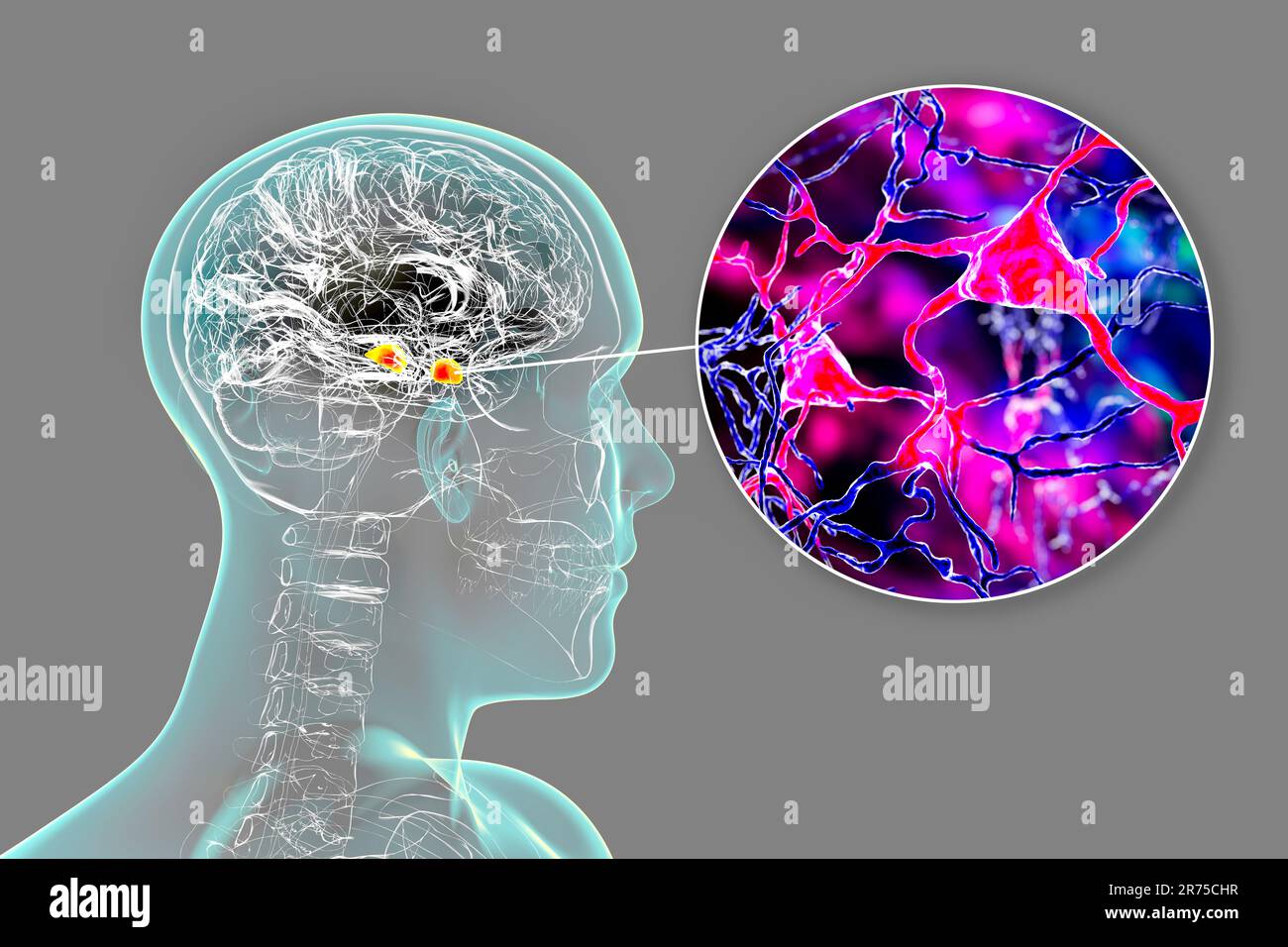 Almond shaped body in brain hi-res stock photography and images - Alamy