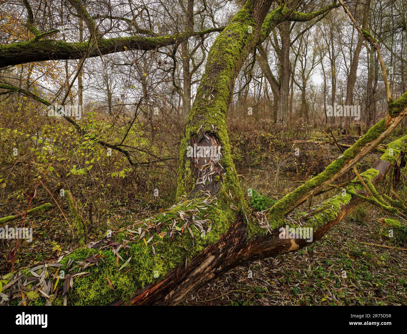 Lech floodplain near the hydroelectric power plant Rain, Lech dam Rain ...