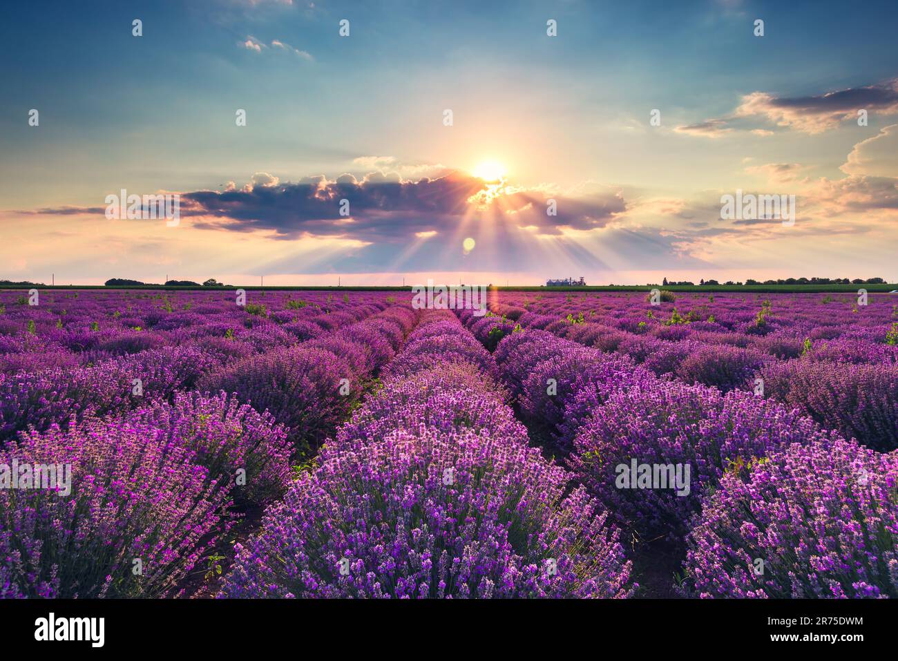 Nature landscape view of lavender field at stunning color sunset, blooming summer fields of ...