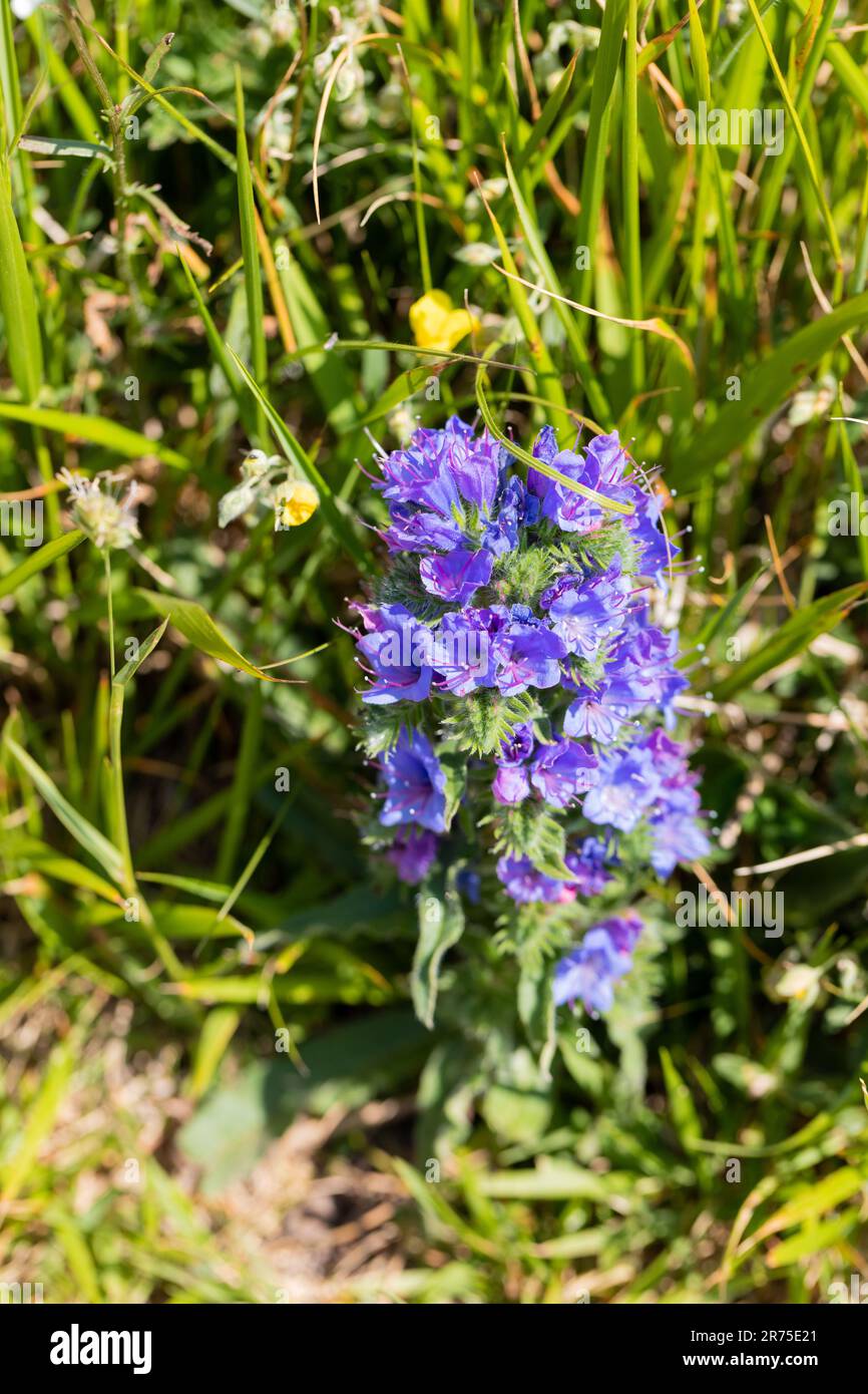 Echium vulgare, Vipers bugloss growing in Dorset, England, UK Stock ...