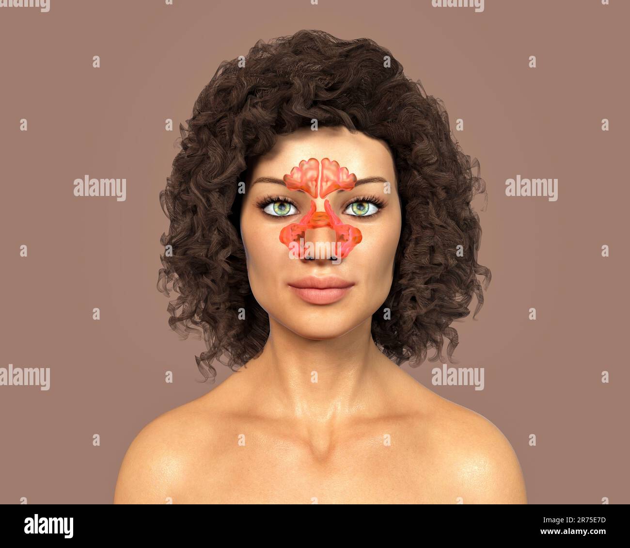 Human sinuses, computer illustration. The sinuses are membrane-lined ...