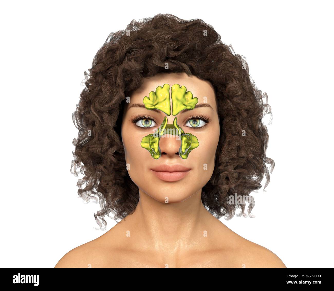 Human sinuses, computer illustration. The sinuses are membrane-lined ...