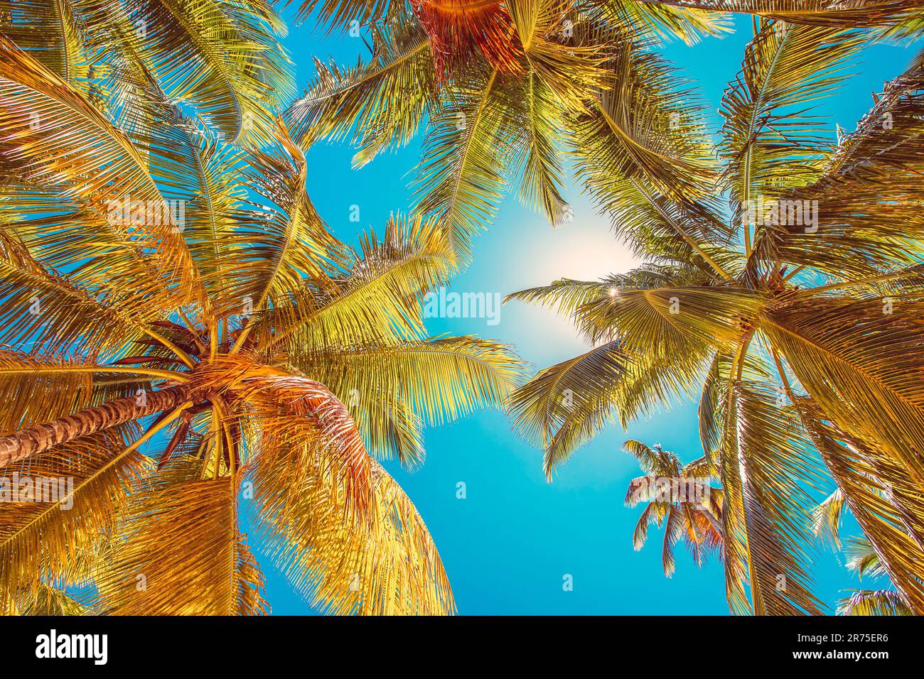 Sunny dominican resort palm beach hi-res stock photography and images ...