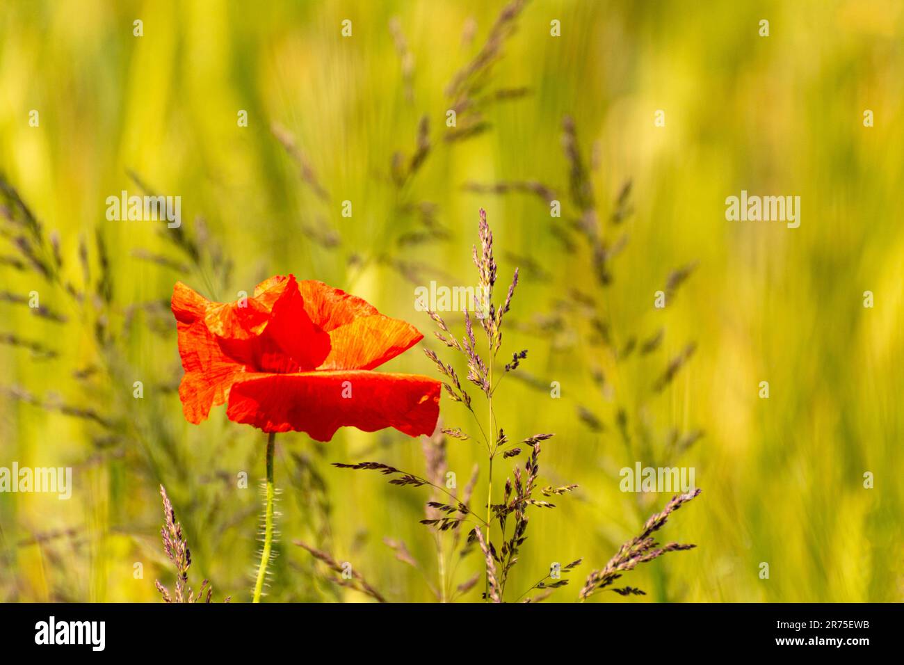 A lone Poppy sharing space with wild grasses in a barley field - South ...
