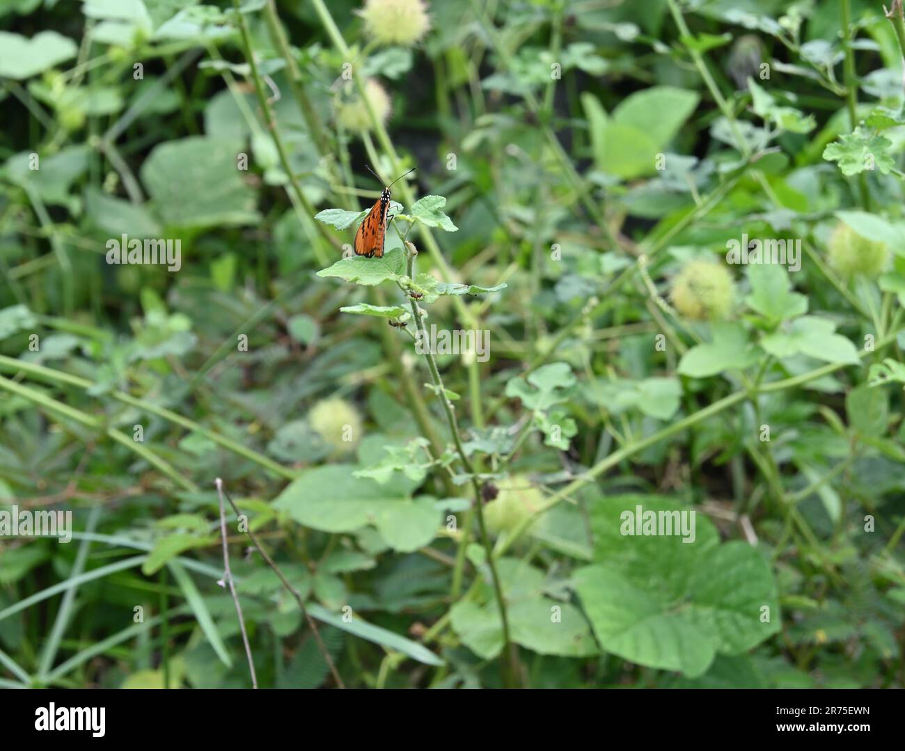 Caesar weed plant hi-res stock photography and images - Alamy