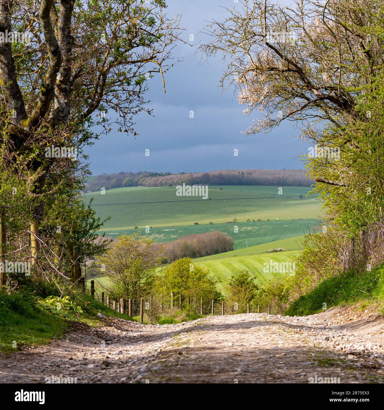 Chalk path on Church Hill in the South Downs National Park near Findon ...