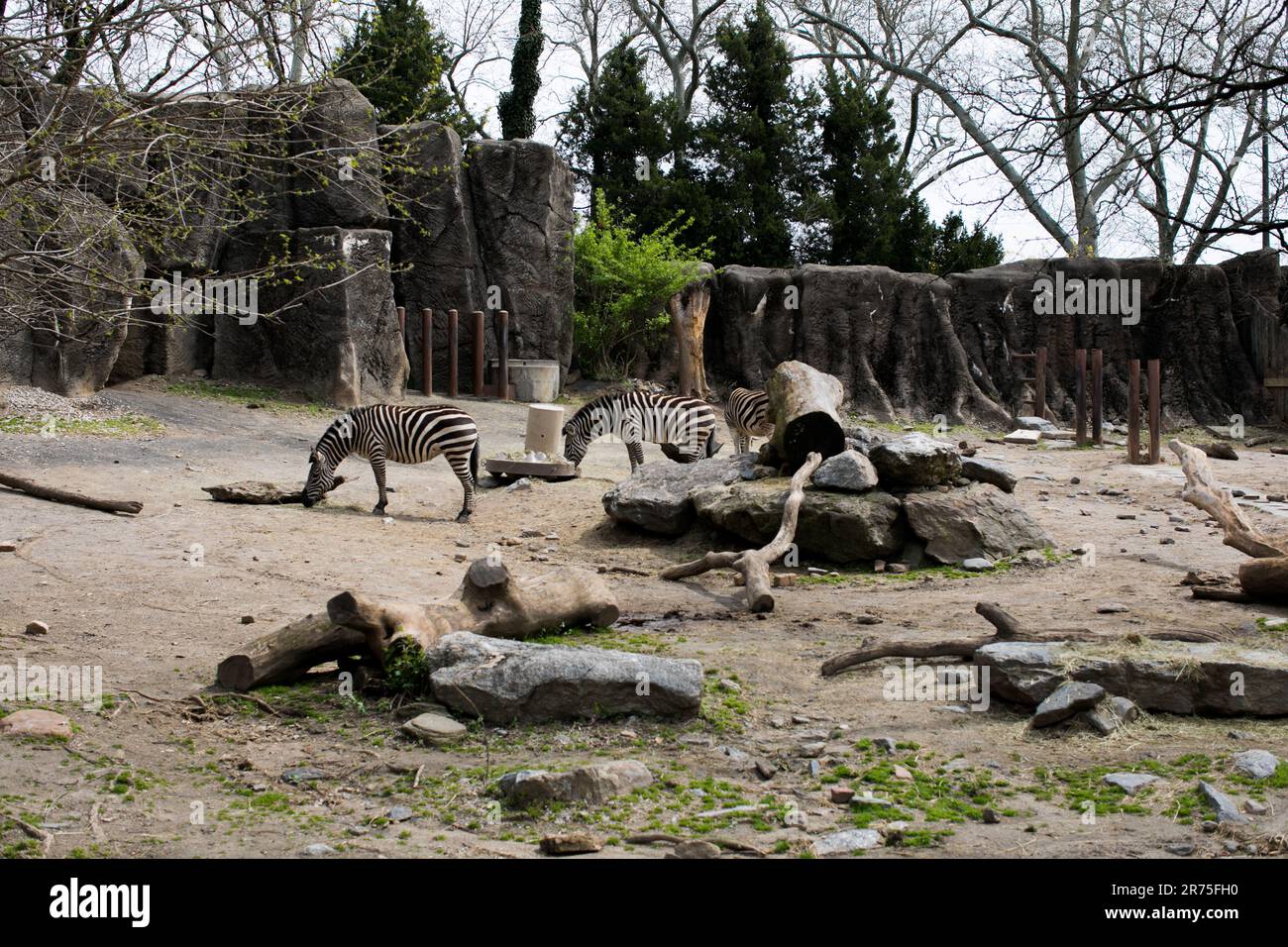 zebras in a wildlife park, zoo safari on sunny summer day. Philadelphia ...