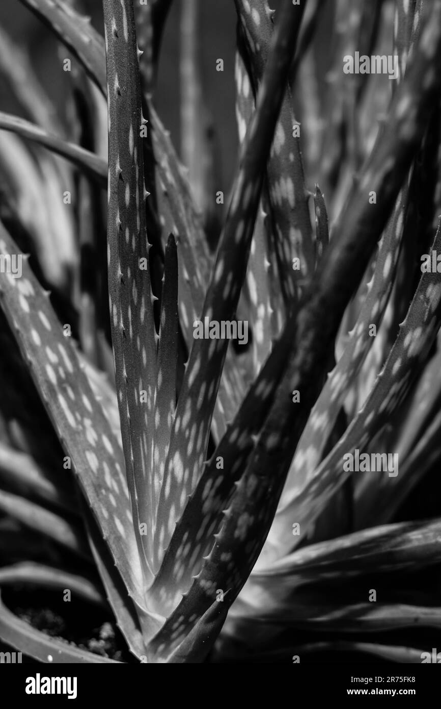 Aloe vera leaves aloe barbadensis Black and White Stock Photos & Images ...