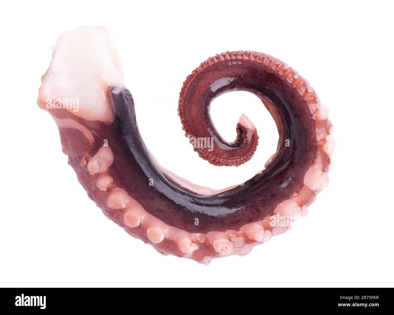 Squid tentacles isolated on white background. Fresh raw gigant squid ...