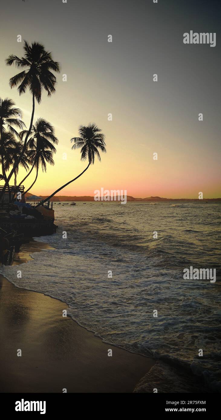 A stunning coastal landscape featuring a row of tall coconut trees ...